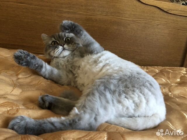 Британец длинношёрстный даром