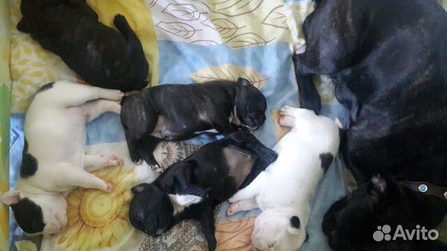 Французский бульдог