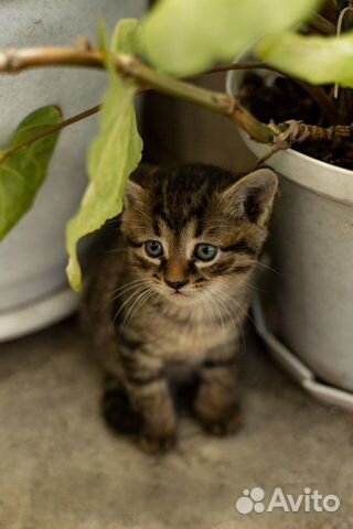 Котята ищут дом