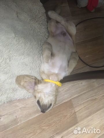 Щенок кокер- спаниеля