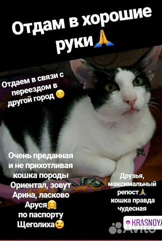 Кошка ориентал