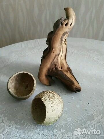 Коряга с кокосами