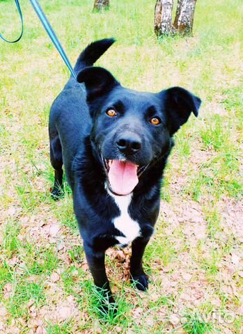Отдам метиса лабрадора в добрые руки