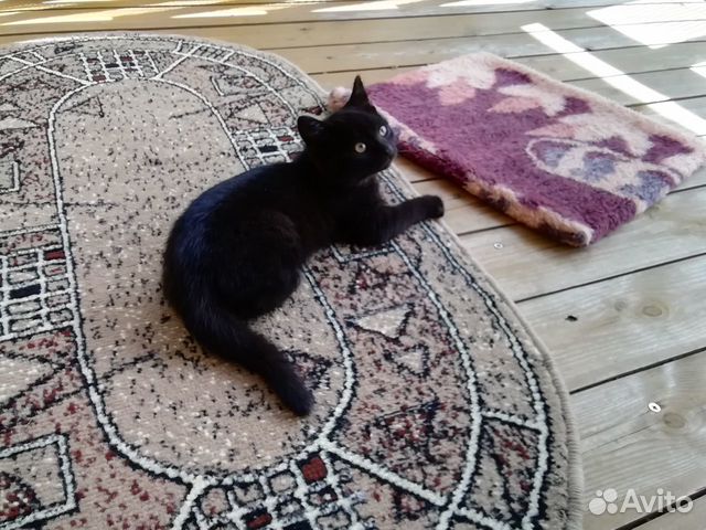Великолепные чёрные котики в добрые руки