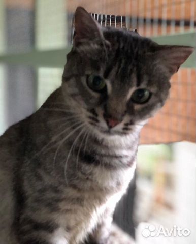 Кошечка в добрые руки