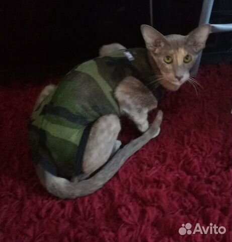 Ориентальная кошка