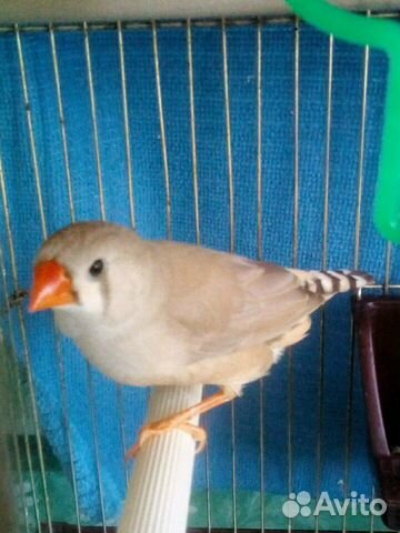 Амадины зебровые (3 месяца)