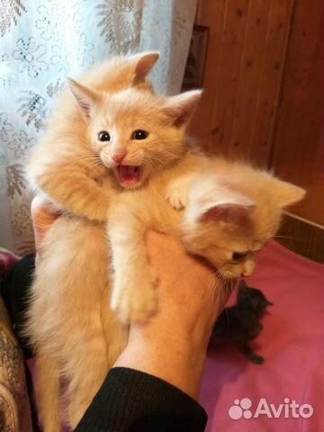 Очаровательные котята