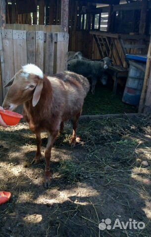 Баран эдельбай