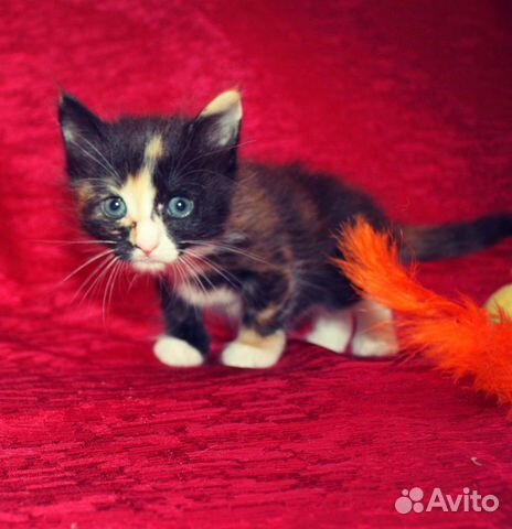 Котята Крошки Эксклюзивчики в дар в добрые руки