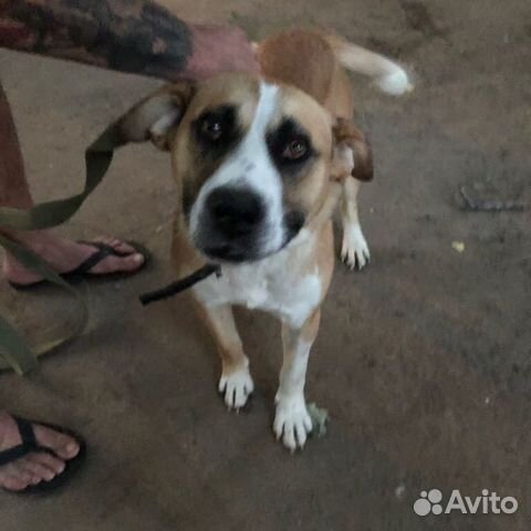 Метис амстаффа