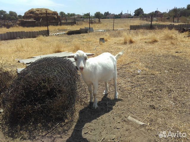 Молодая козочка