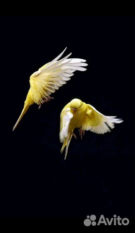 Волнистые попугаи