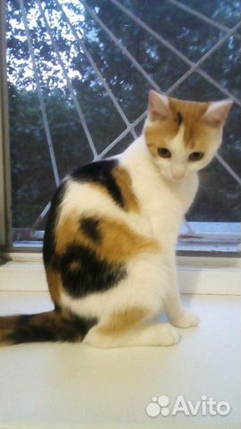 Кошечка в добрые руки