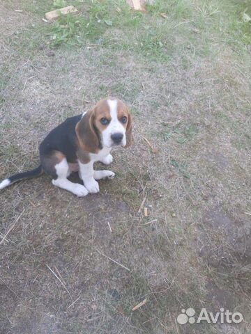 Милый Бигленок