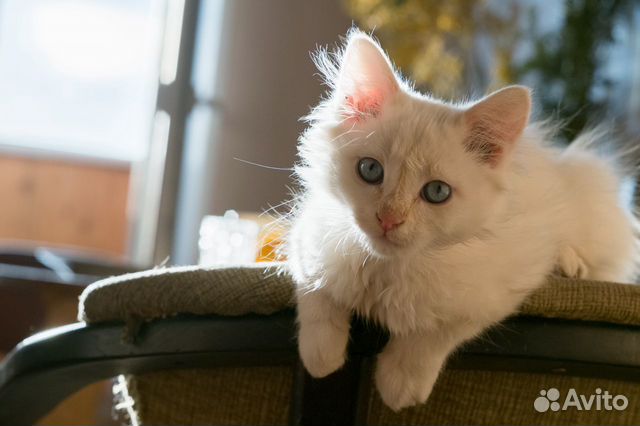 Констанция - ласковая шалунья