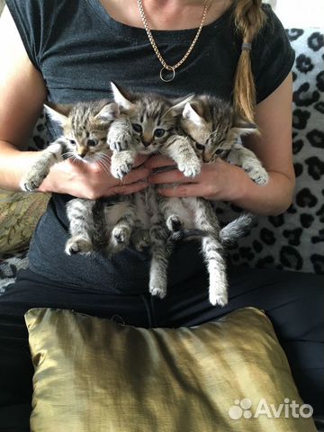 Пушистые тигрята