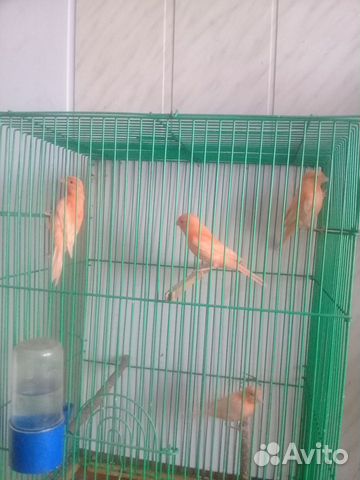 Предлагаю преобрести канареек