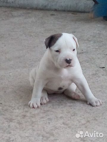 Ам.стаффордширский терьер