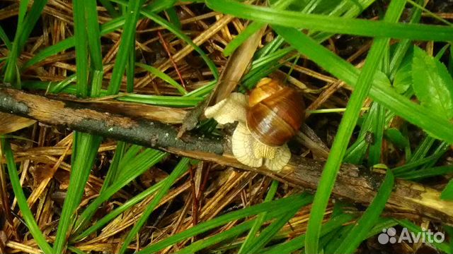 Улитки виноградные