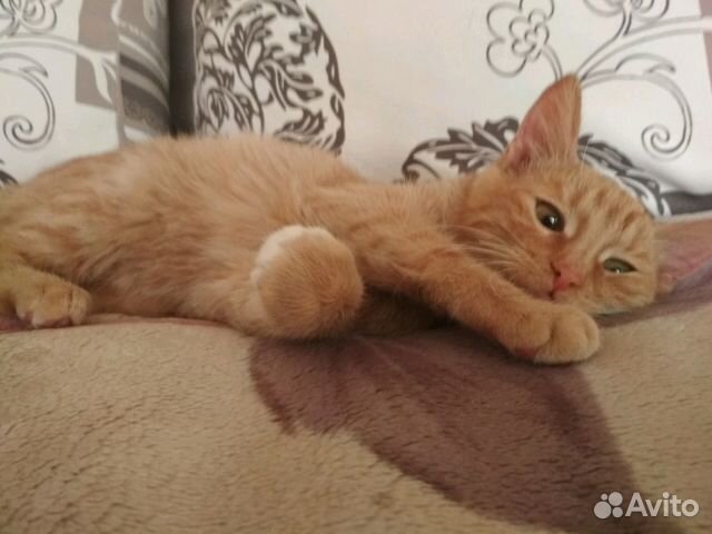 Особенный котенок