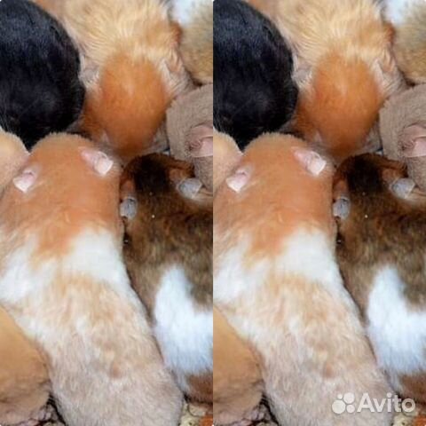 Сирийские, Джунгарские, Роборовского