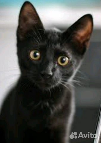 Кошечка