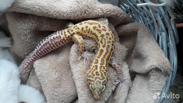 Эублефар для случки