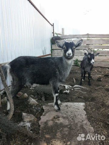 Коза и козлята