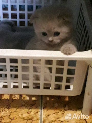 Шотландские котята