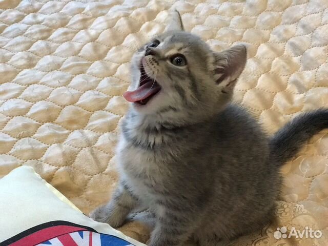 Британские котята