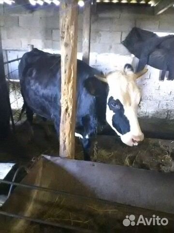 Телка полуторогодовалая