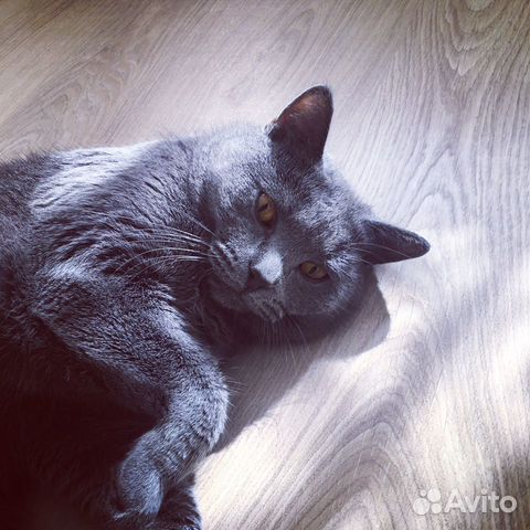 Кот на вязку