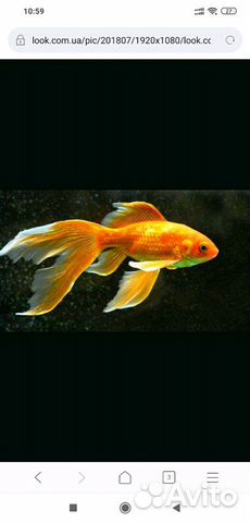 Рыбки "комета"