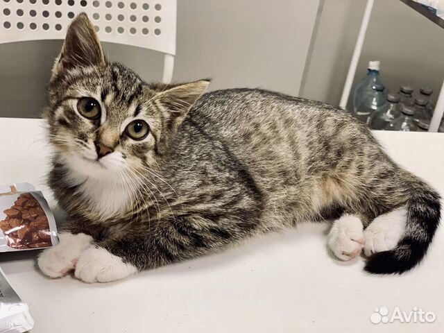 Усато-полосатый комочек счастья Тигра