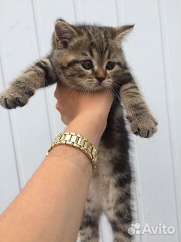 Толстенькие британцы