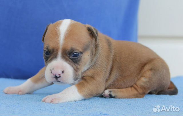 Ам. стаффордширский терьер, Олимпия