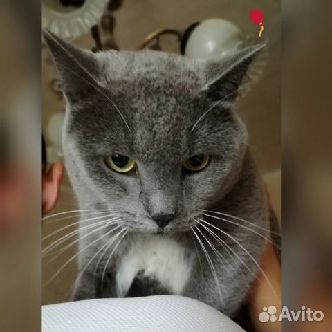 Серый в дар