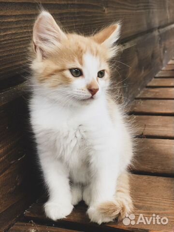 Котята в руки добрые