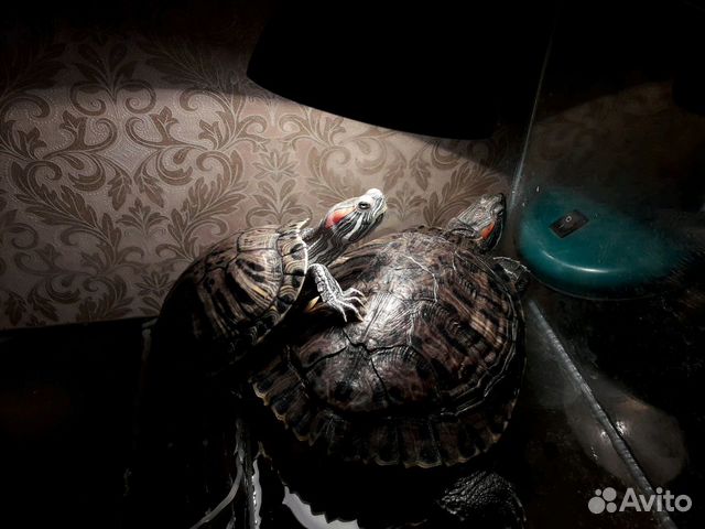 Две взрослые, красноухие черпахи