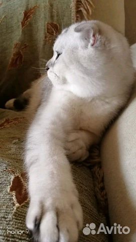 Котик