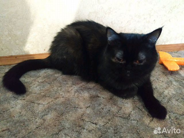 Кошка Экзот бесплатно