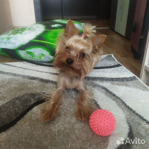 Йорик ищет девочку