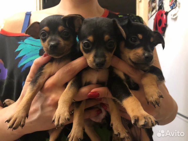 Малыши той-терьеры