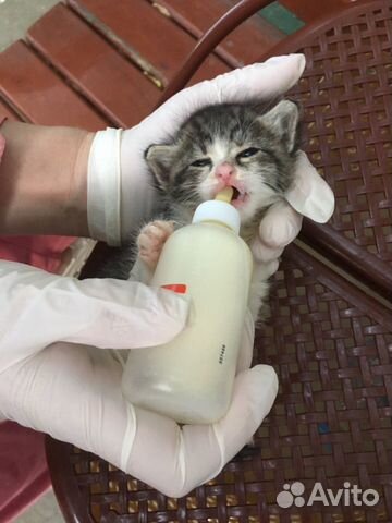 Котенок 3,5 недели