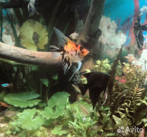 Пара скалярий