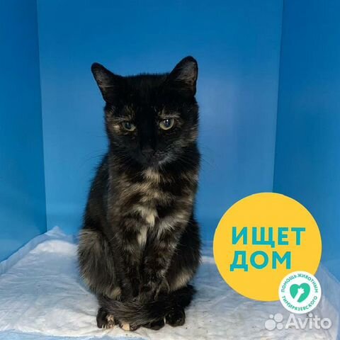 Кошечка ищет дом