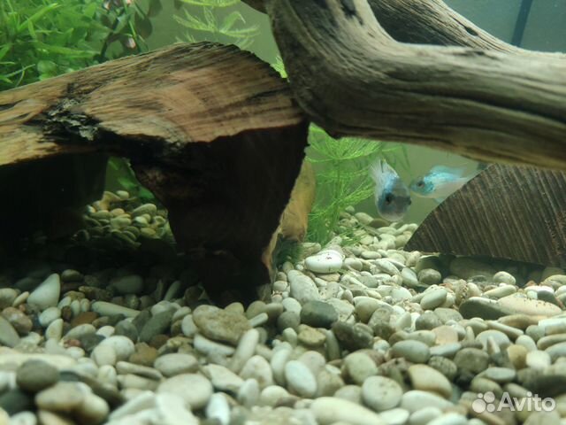 Наннакара электрик блю