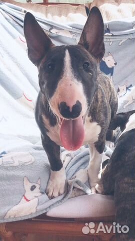 Мальчик Минибуля