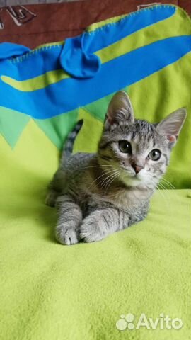 Котёнок Пусик неброской внешности, но с хорошим ха